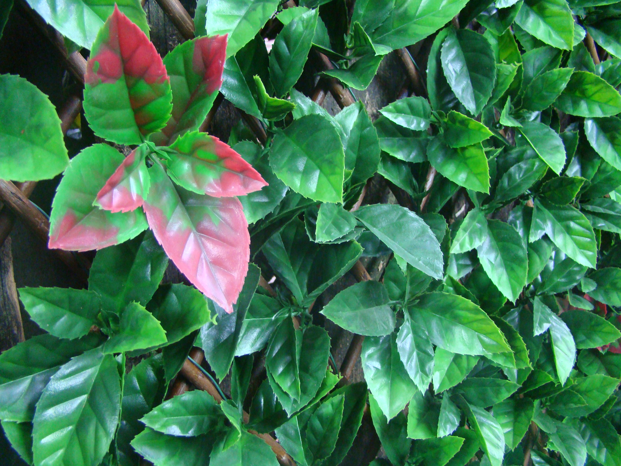 Autumn Artificial Extendable Hedging 2 Grosvenor Grass