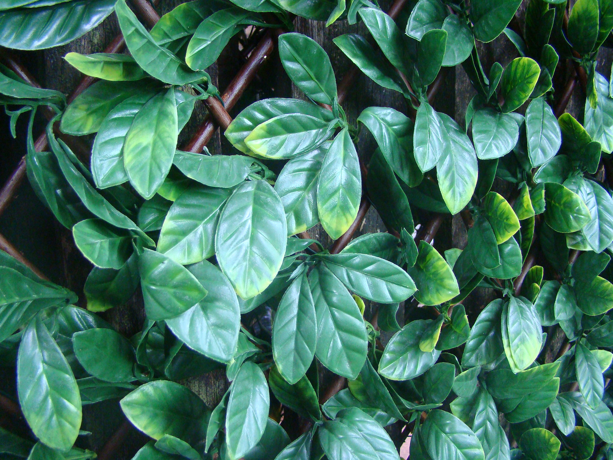 Laurel Artificial Extendable Hedging 2 Grosvenor Grass